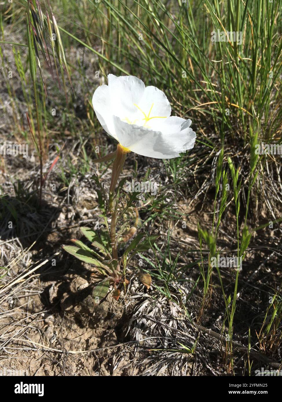 White-stem Evening Primrose (Oenothera albicaulis Stock Photo - Alamy