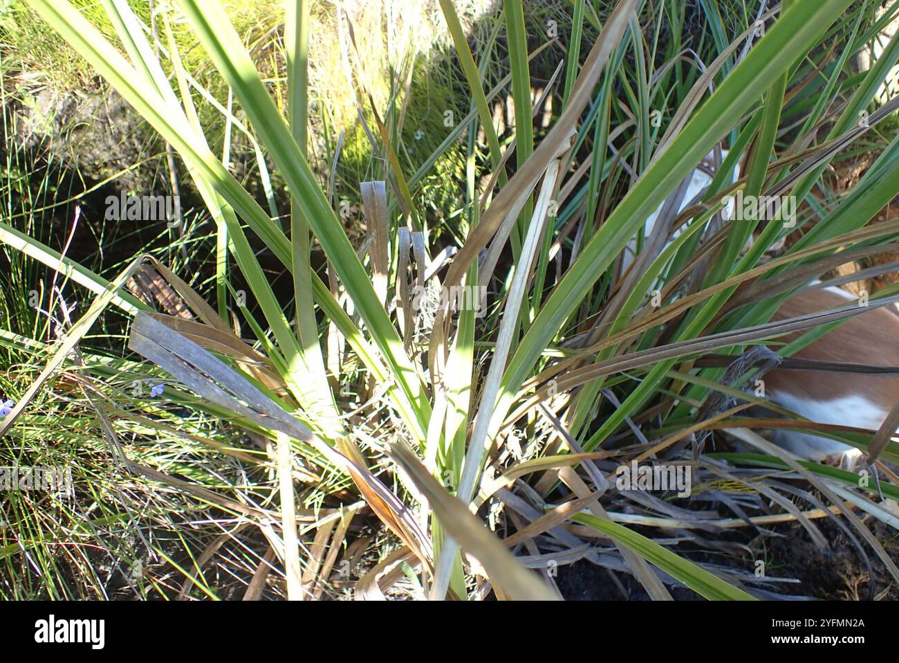Jamaica swamp sawgrass (Cladium mariscus jamaicense Stock Photo - Alamy