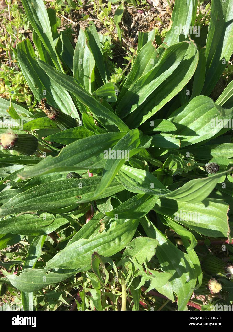 ribwort plantain (Plantago lanceolata Stock Photo - Alamy