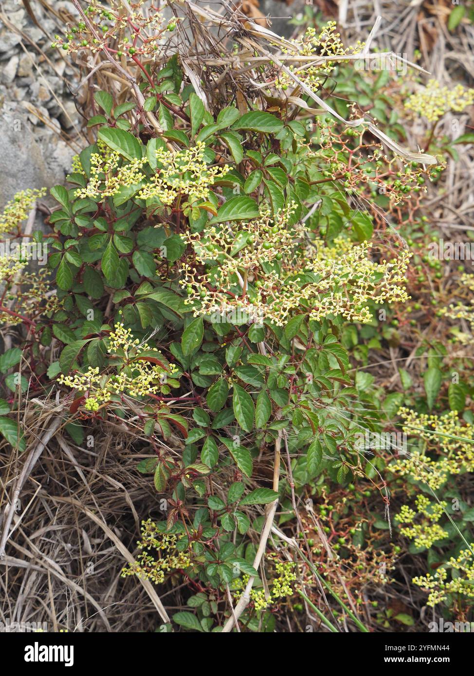 Bushkiller (Causonis japonica Stock Photo - Alamy