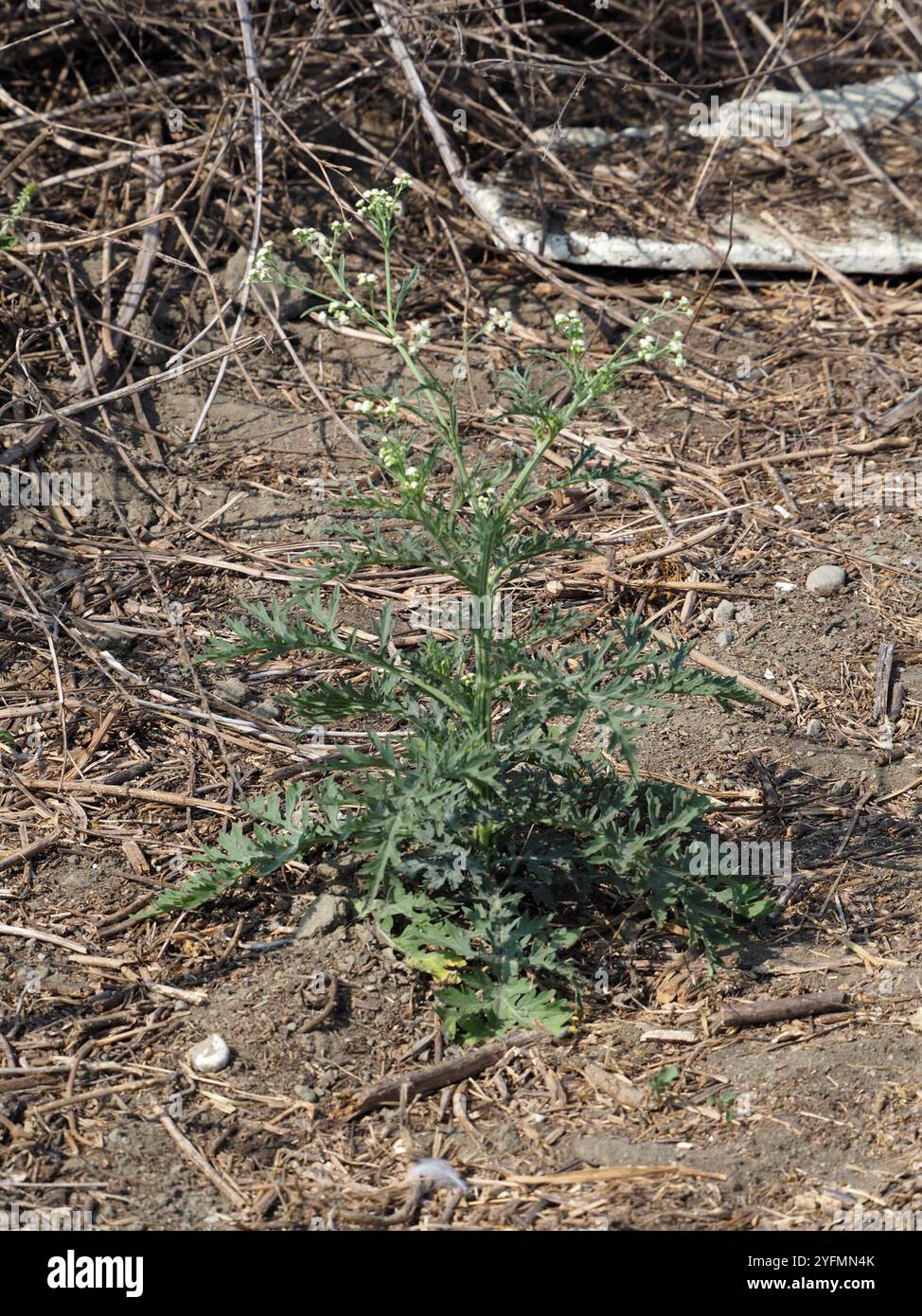 Santa Maria feverfew (Parthenium hysterophorus Stock Photo - Alamy