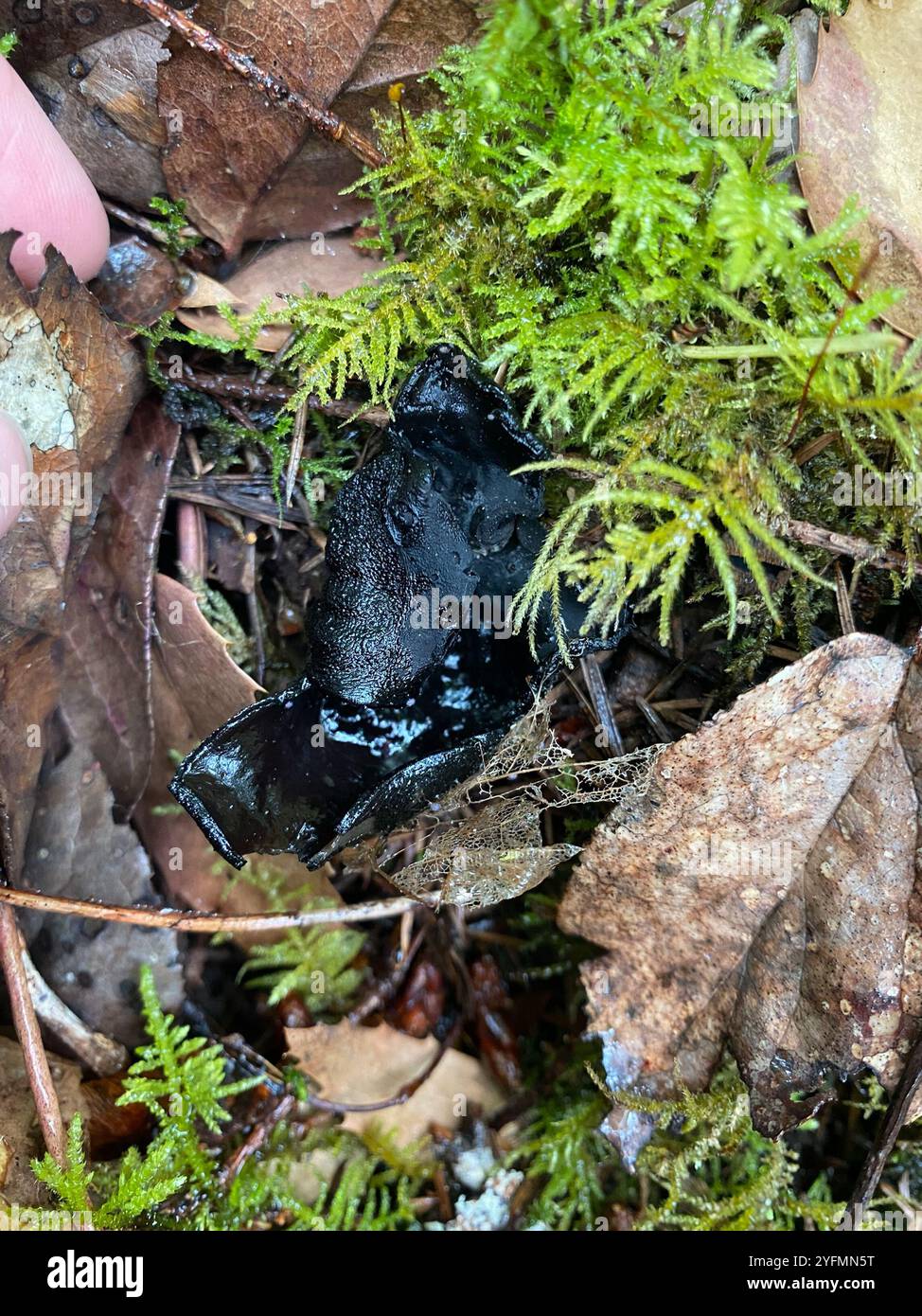 Plectania hi-res stock photography and images - Alamy