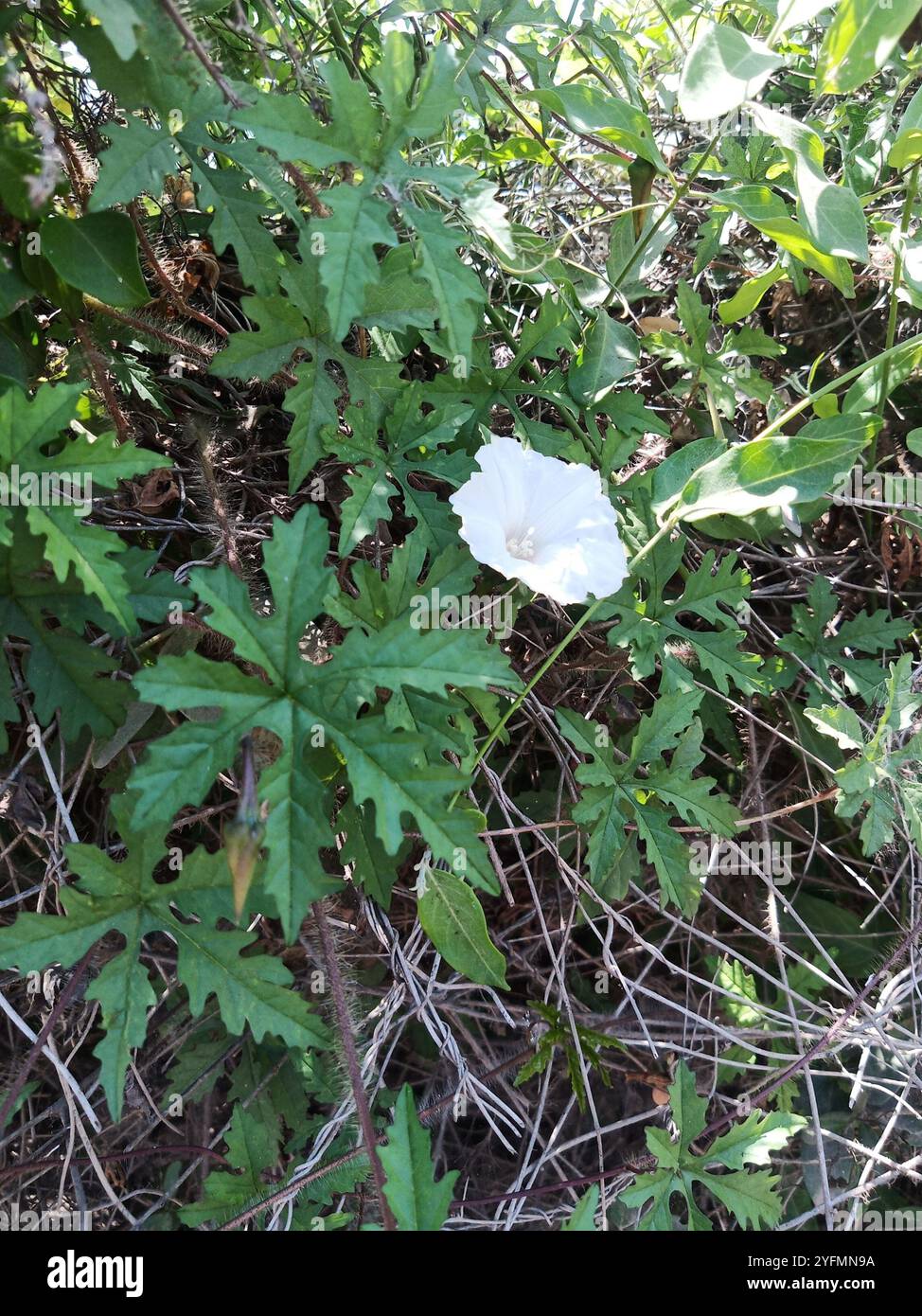 Alamo vine (Distimake dissectus Stock Photo - Alamy