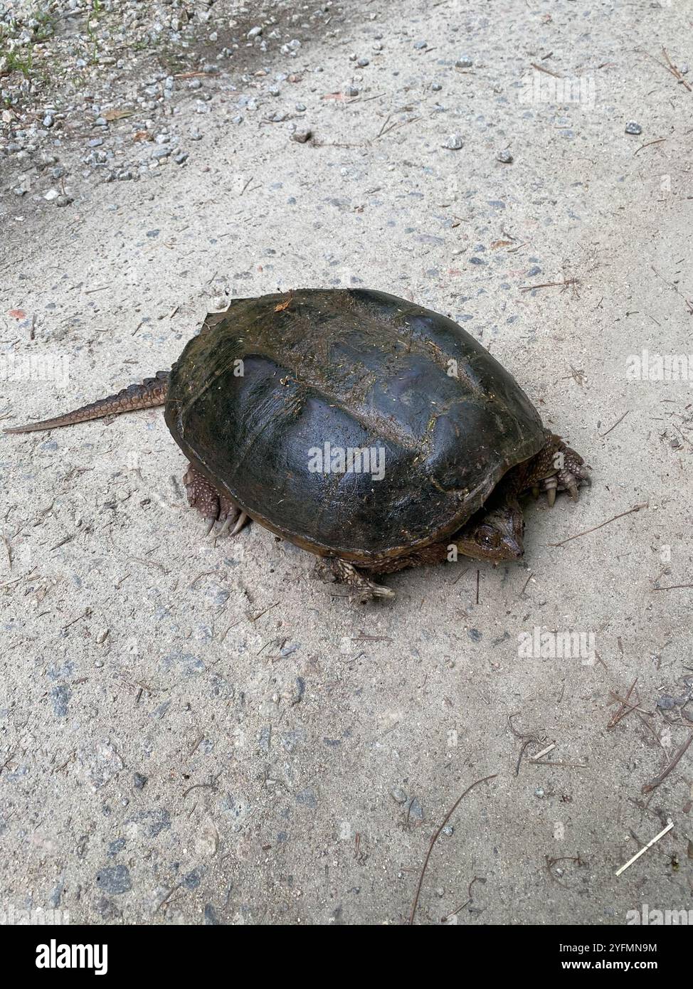 Common Snapping Turtle (Chelydra serpentina Stock Photo - Alamy