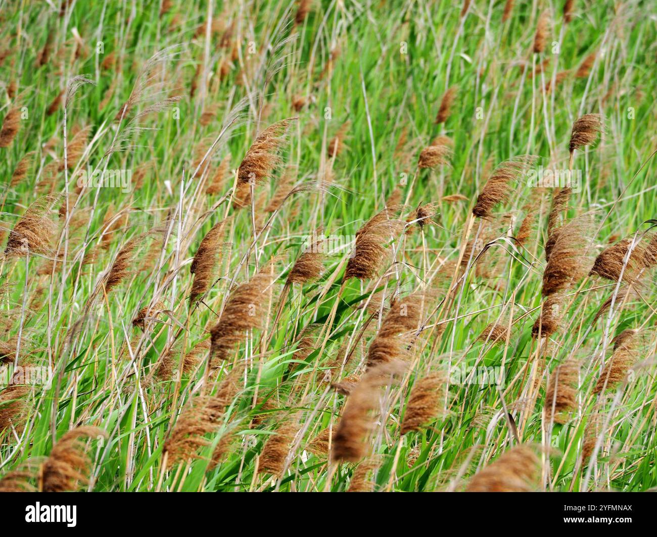 common reed (Phragmites australis Stock Photo - Alamy