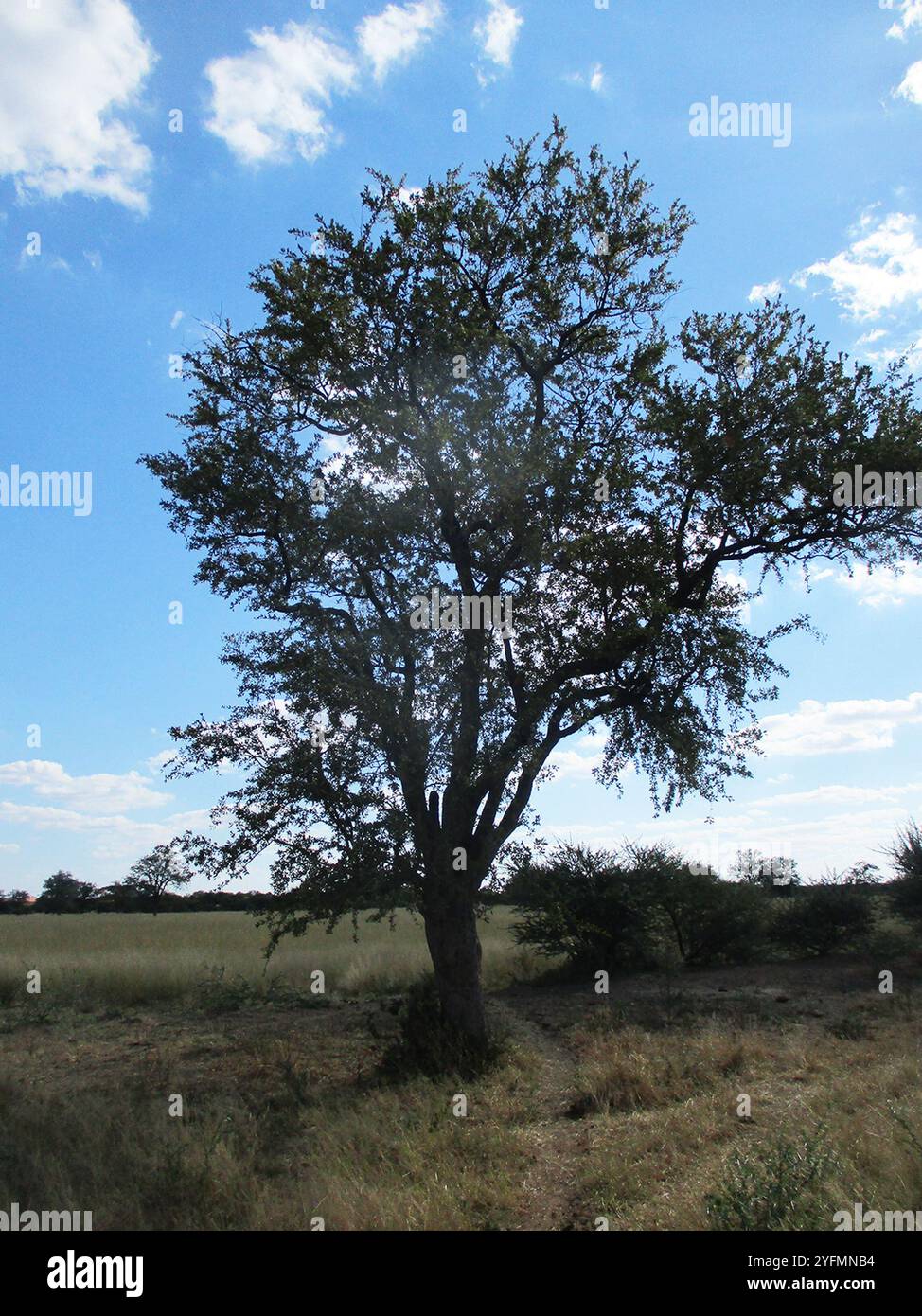 Leadwood (Combretum imberbe Stock Photo - Alamy