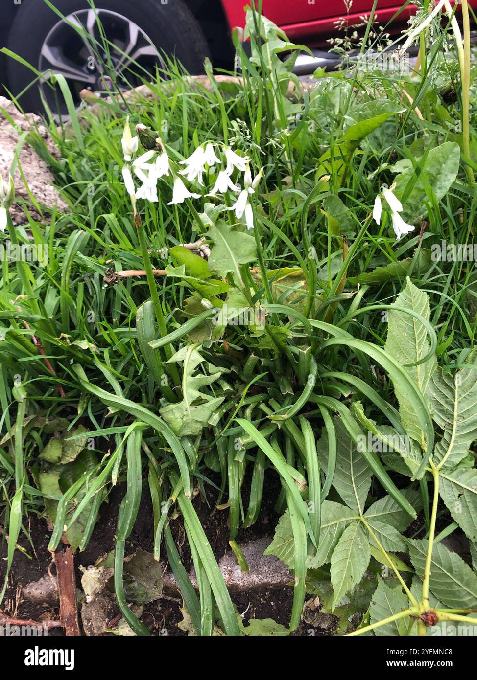 Three cornered garlic hi-res stock photography and images - Alamy