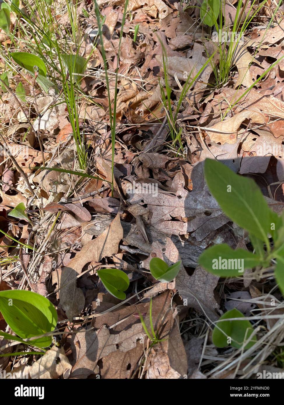 Sulphur-winged Grasshopper (Arphia sulphurea Stock Photo - Alamy