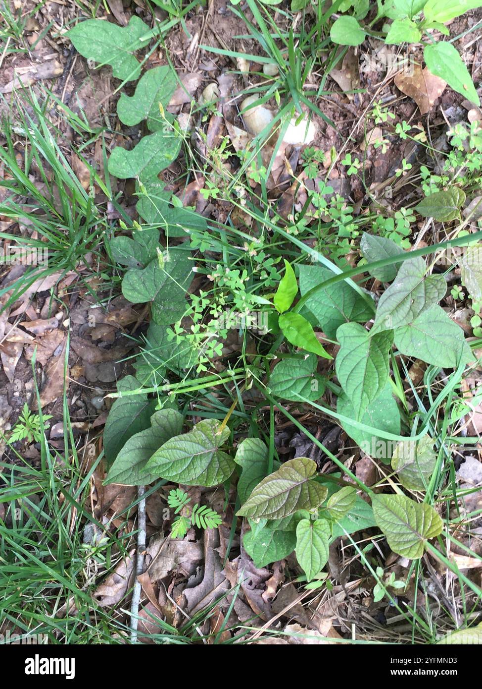 wild potato vine (Ipomoea pandurata Stock Photo - Alamy