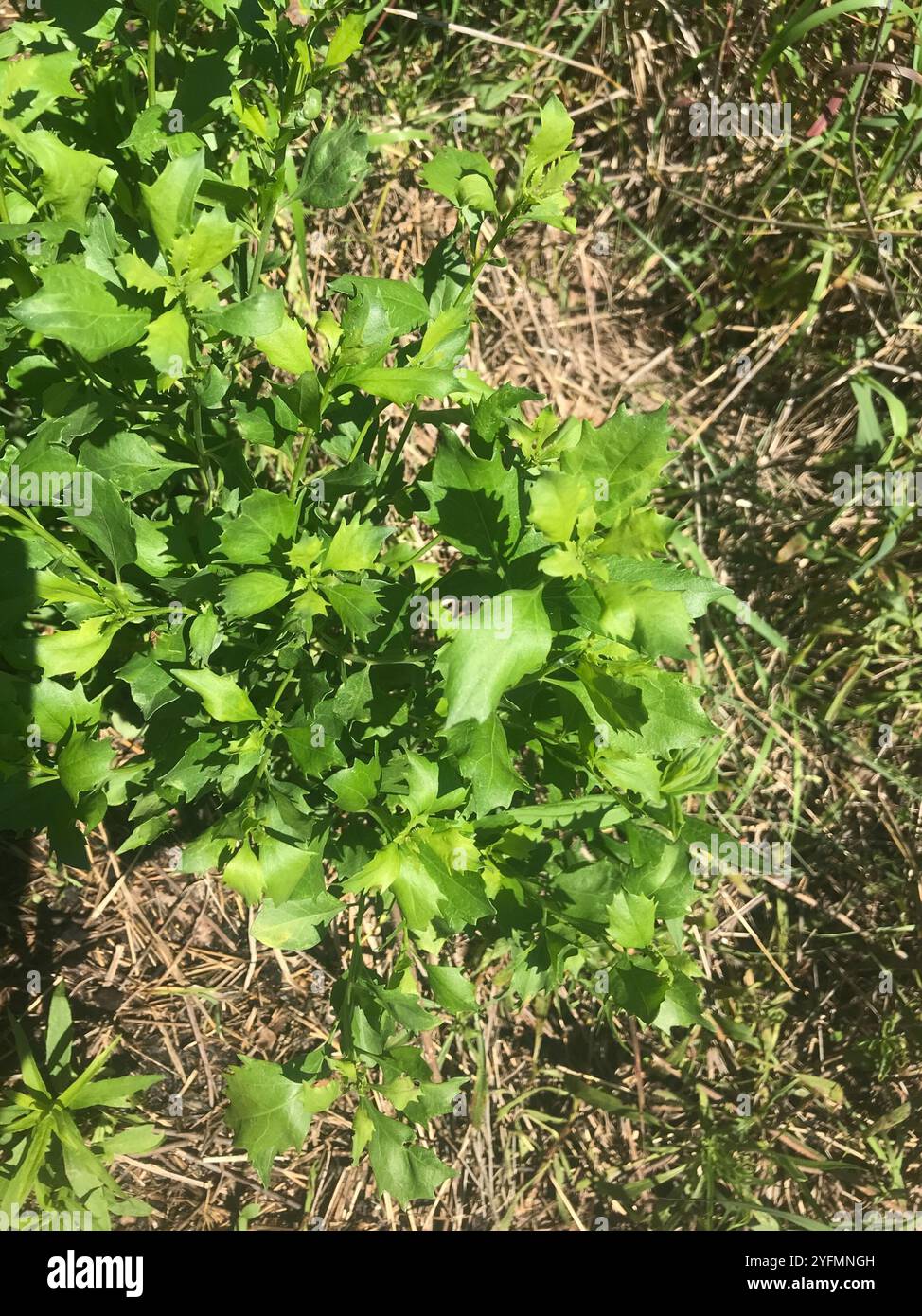 groundsel tree (Baccharis halimifolia Stock Photo - Alamy