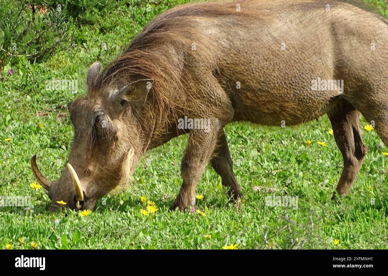 Southern Warthog (Phacochoerus africanus sundevallii Stock Photo - Alamy