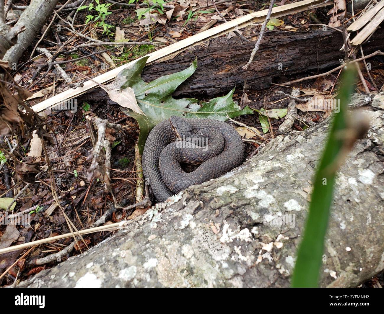 Northern Cottonmouth (Agkistrodon piscivorus Stock Photo - Alamy