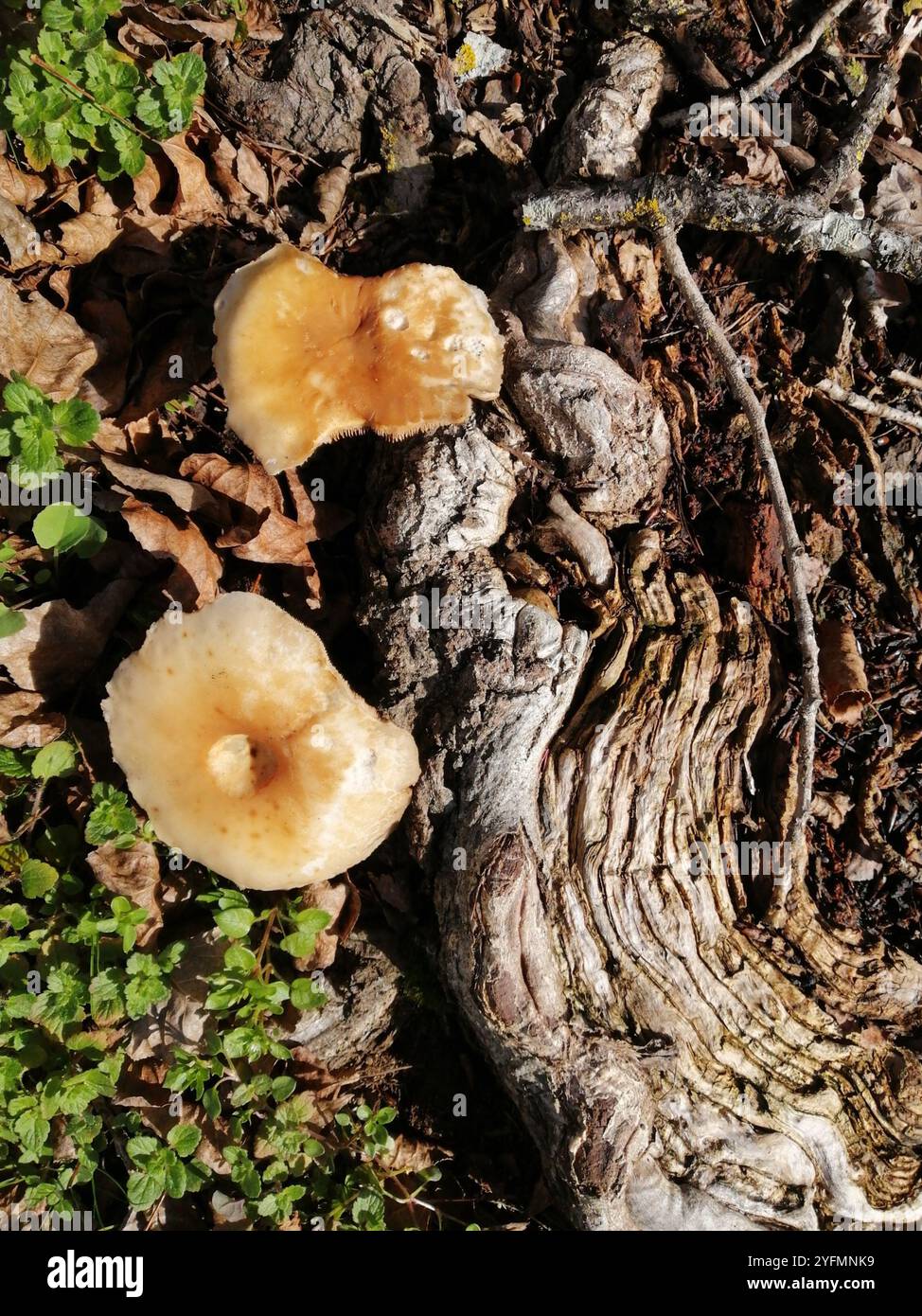 Cyclocybe parasitica hi-res stock photography and images - Alamy