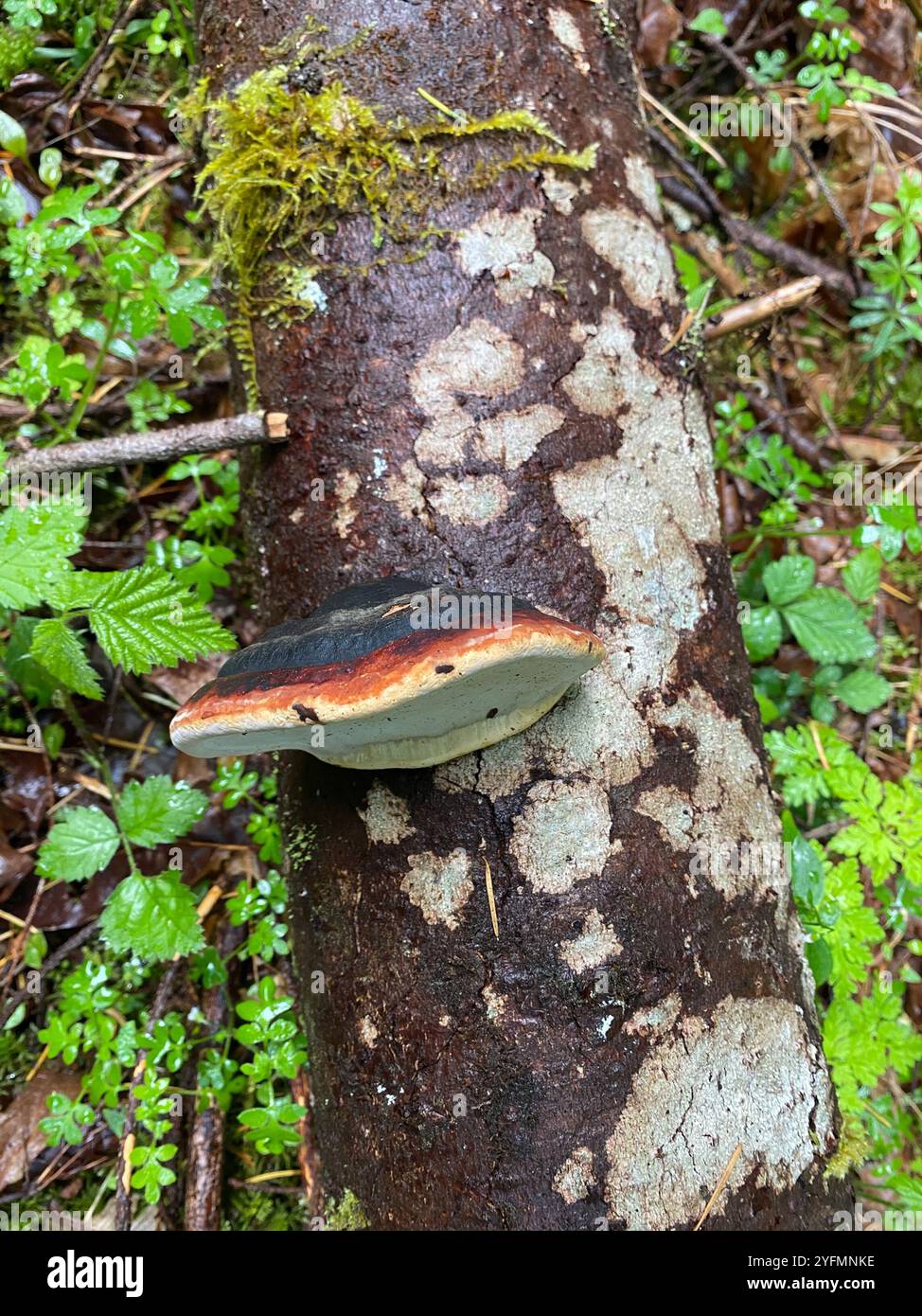 Northern Red Belt (Fomitopsis mounceae Stock Photo - Alamy