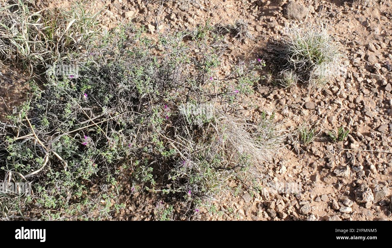 feather dalea (Dalea formosa Stock Photo - Alamy