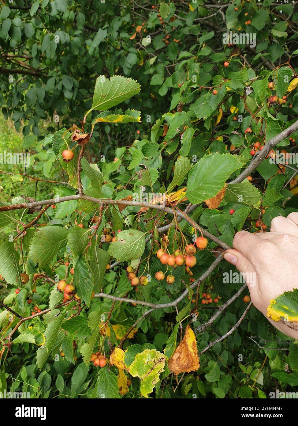 Large-thorn hawthorn (Crataegus macracantha Stock Photo - Alamy