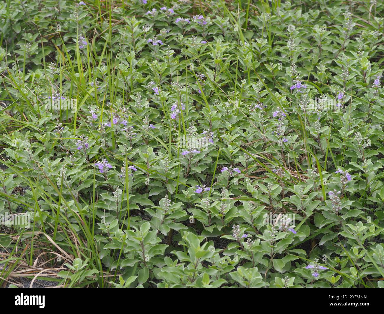 Beach vitex hi-res stock photography and images - Alamy