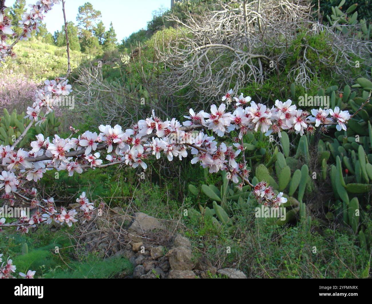 Almond (Prunus amygdalus Stock Photo - Alamy