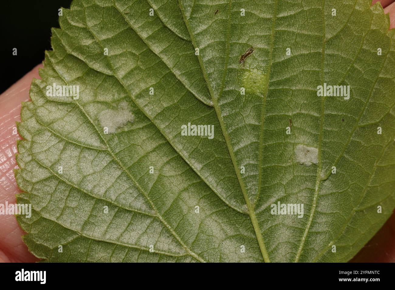 Lime felt gall mite hi-res stock photography and images - Alamy