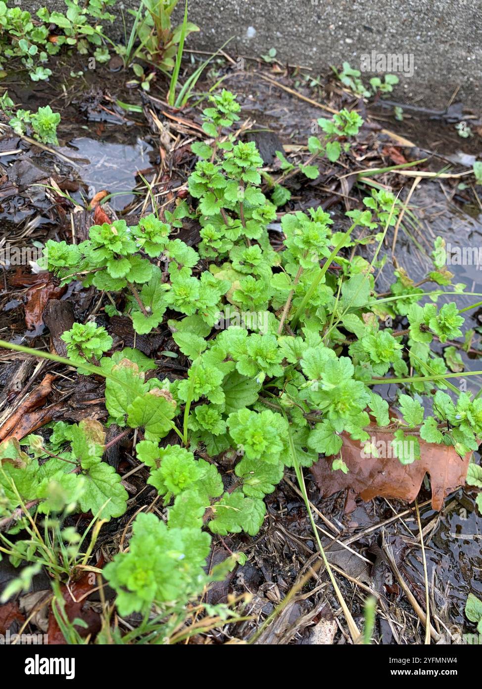 bird's-eye speedwell (Veronica persica Stock Photo - Alamy