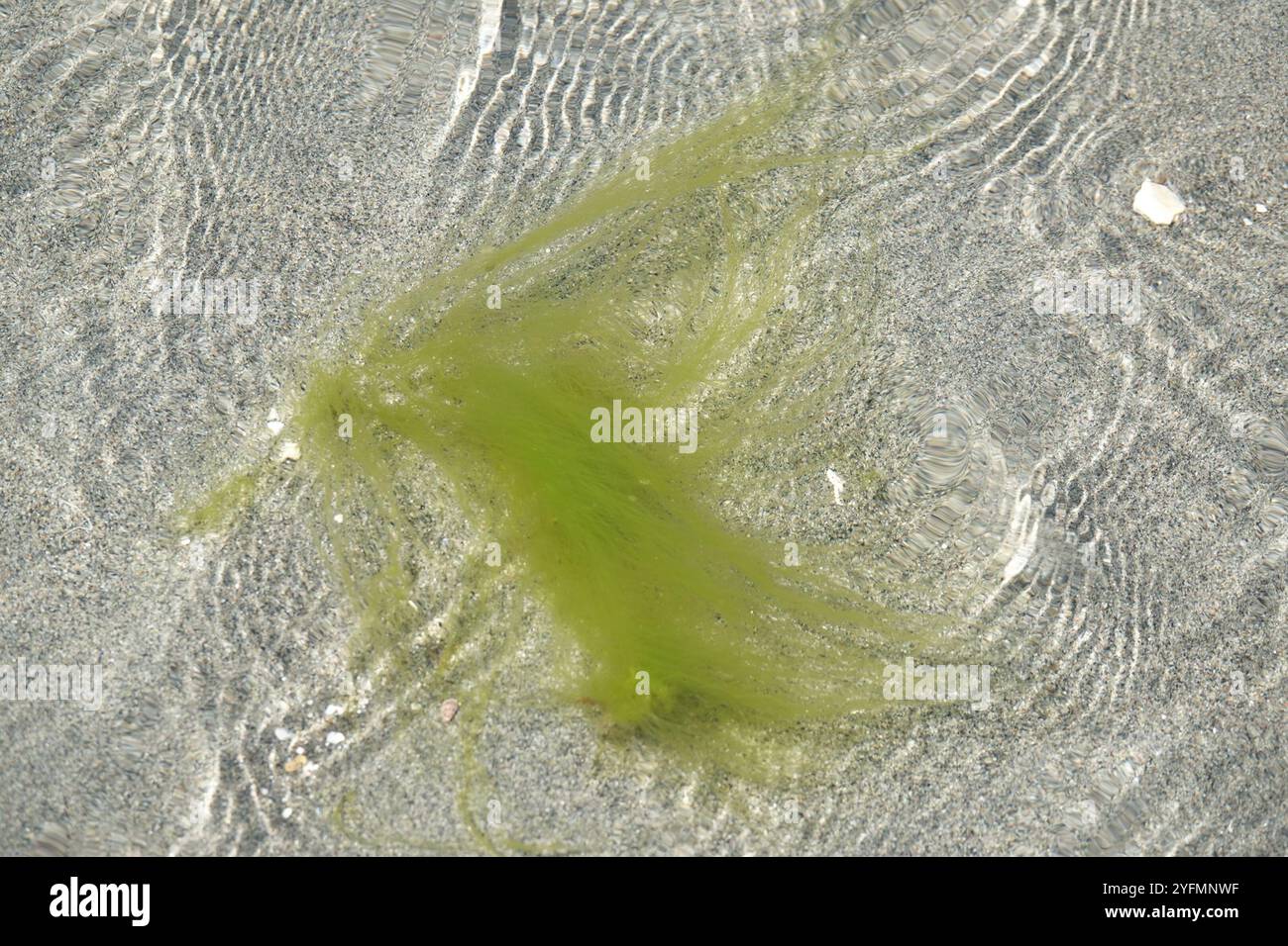 Gutweed (Ulva intestinalis Stock Photo - Alamy
