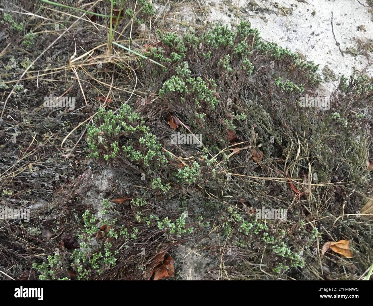 woolly beachheather (Hudsonia tomentosa Stock Photo - Alamy