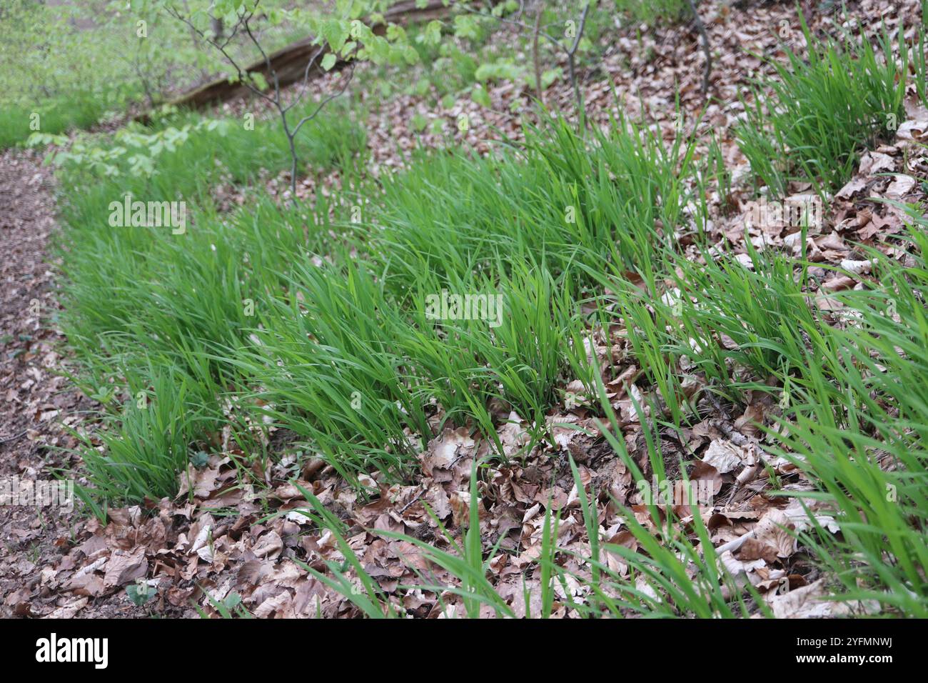 Wood melick hi-res stock photography and images - Alamy