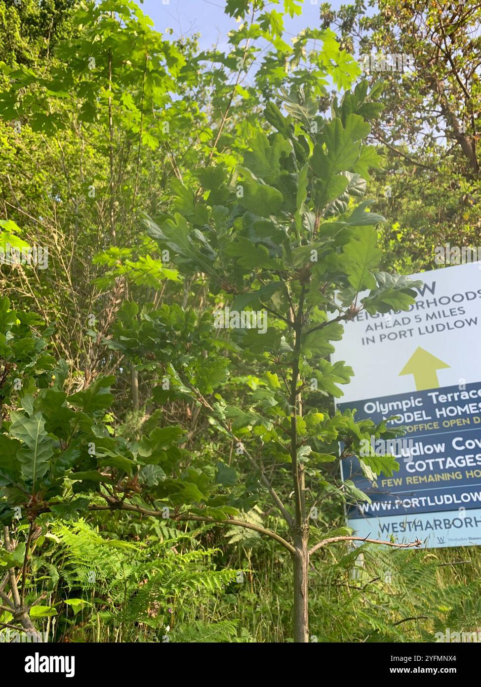 Oregon white oak (Quercus garryana garryana Stock Photo - Alamy