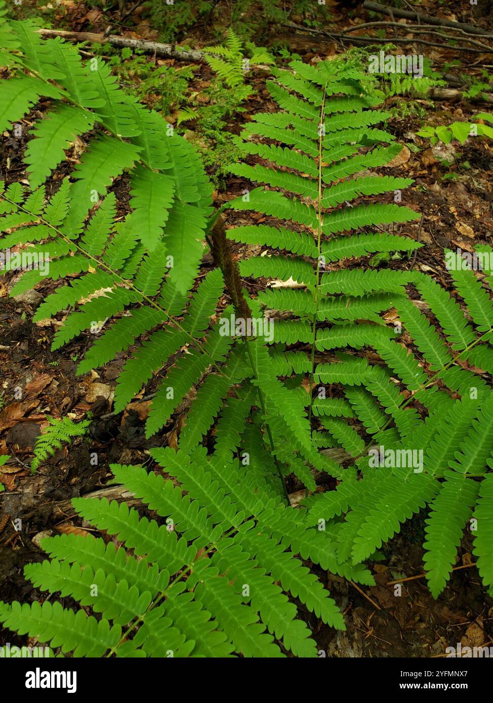cinnamon fern (Osmundastrum cinnamomeum Stock Photo - Alamy