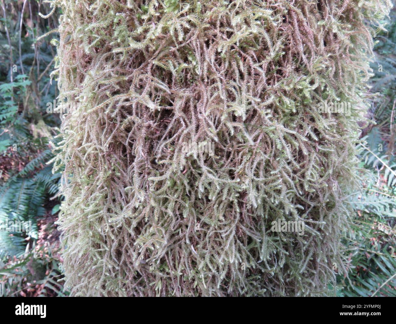 Douglas' Neckera Moss (Neckera douglasii Stock Photo - Alamy