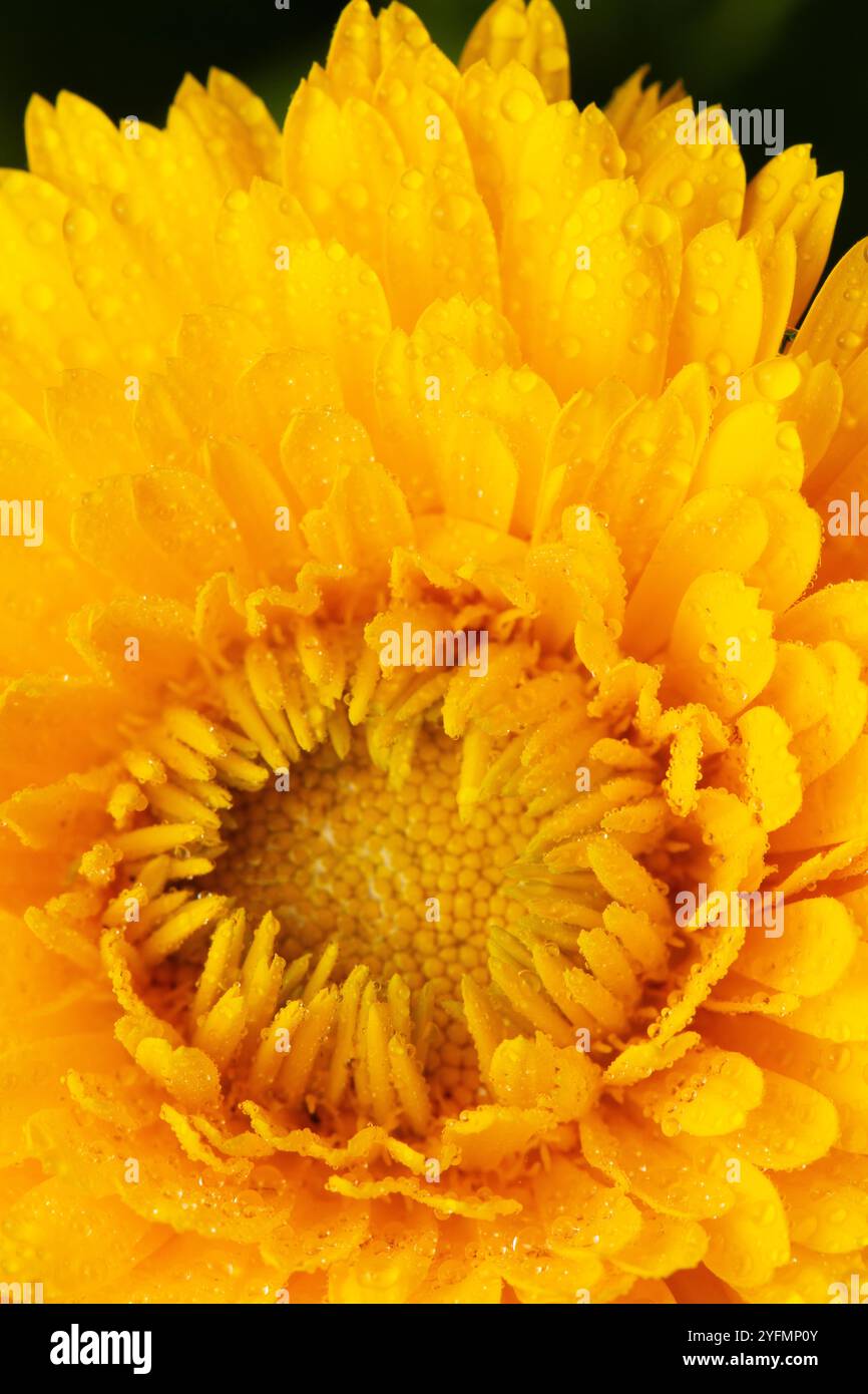 Popular zinnias hi-res stock photography and images - Alamy