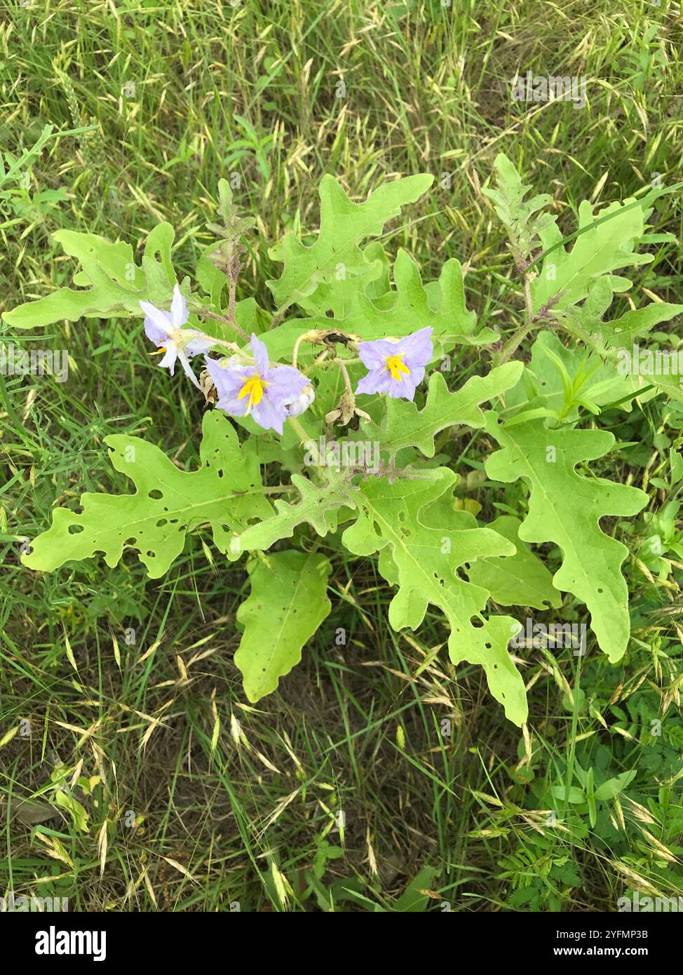 western horsenettle (Solanum dimidiatum Stock Photo - Alamy