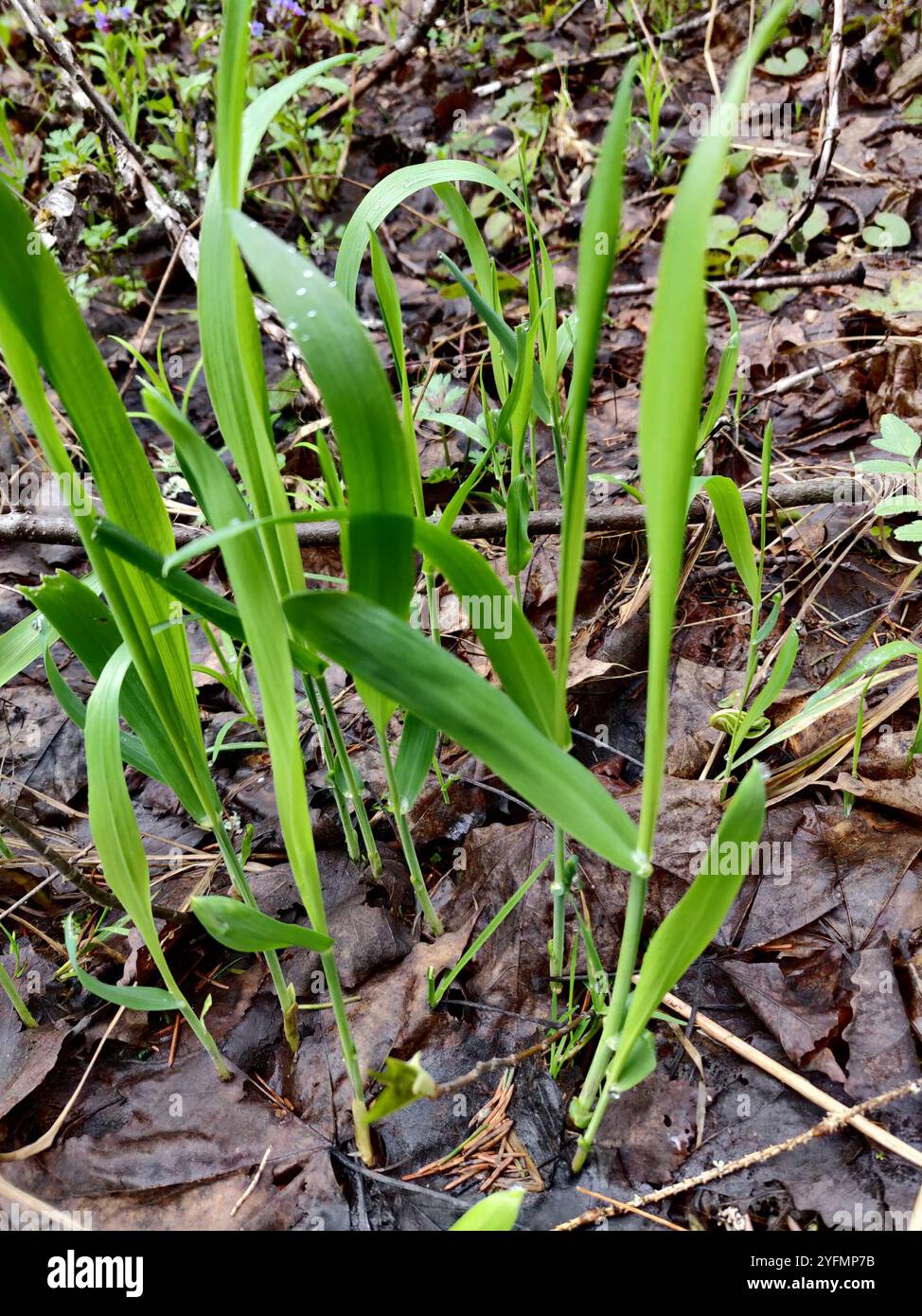 Wood Millet (Milium effusum Stock Photo - Alamy