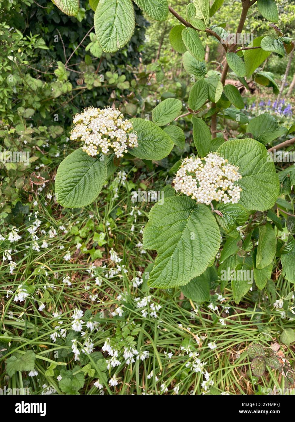 Wayfaring-tree (Viburnum lantana Stock Photo - Alamy