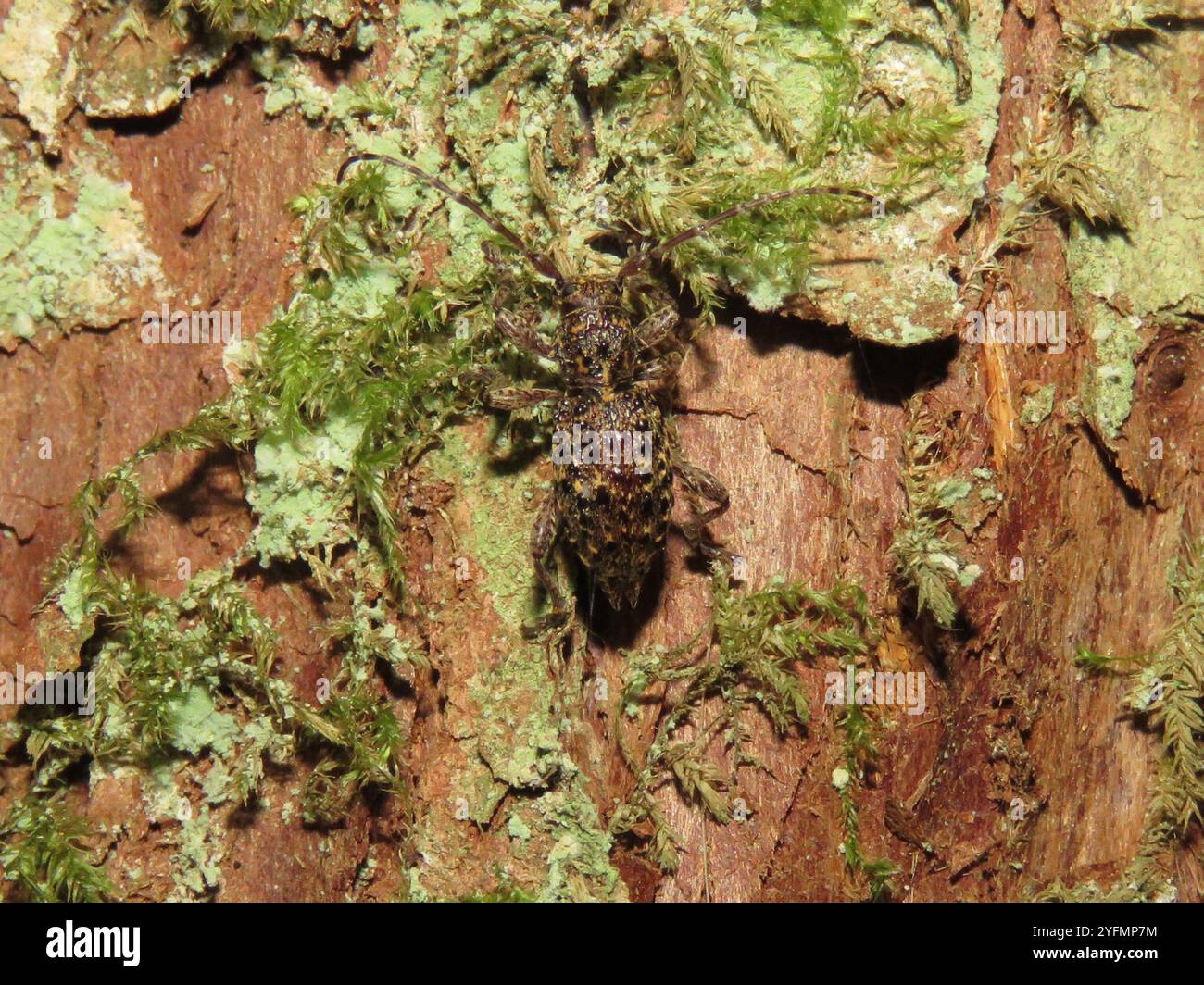 Thorn-tailed Longhorn Beetle (Plectrura spinicauda Stock Photo - Alamy