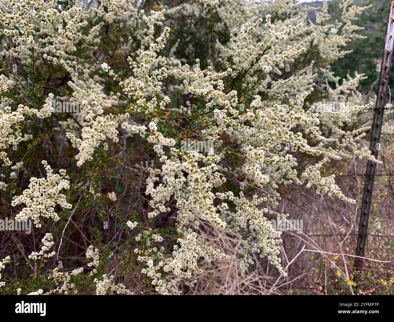 chamise (Adenostoma fasciculatum Stock Photo - Alamy