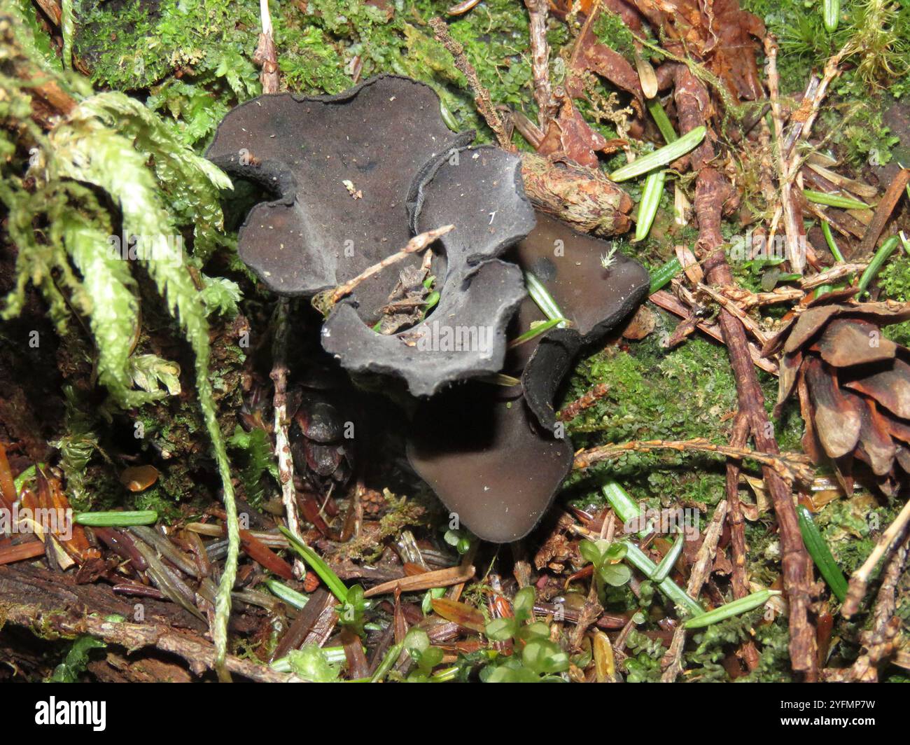 Plectania hi-res stock photography and images - Alamy