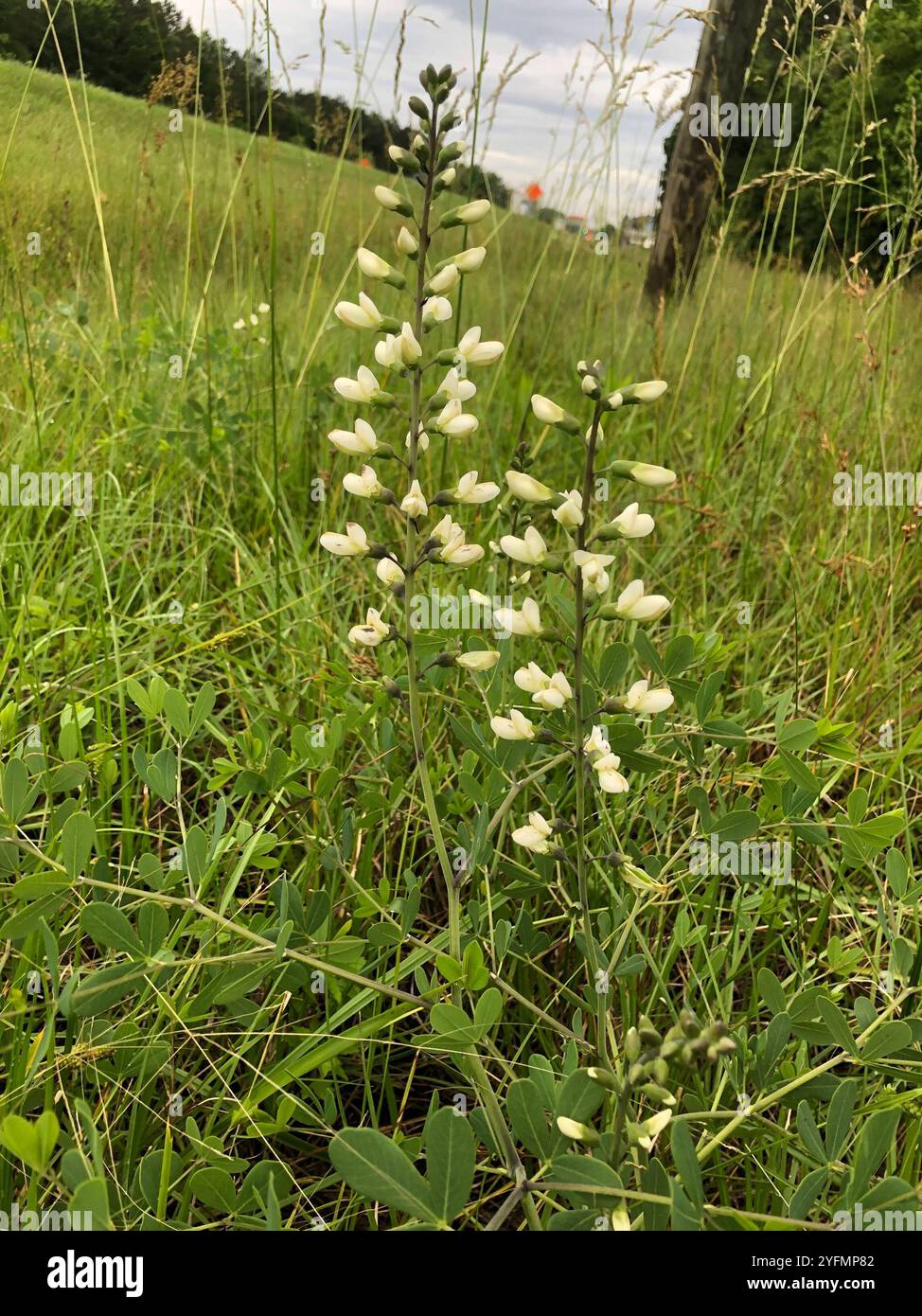 thin-pod white wild indigo (Baptisia alba macrophylla Stock Photo - Alamy