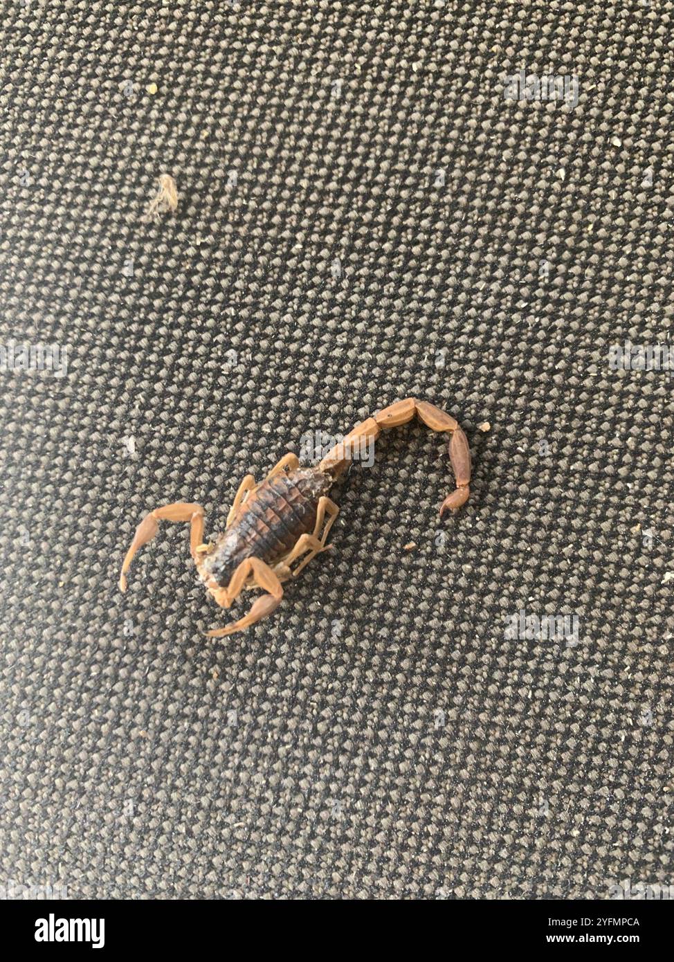 Striped Bark Scorpion (Centruroides vittatus Stock Photo - Alamy