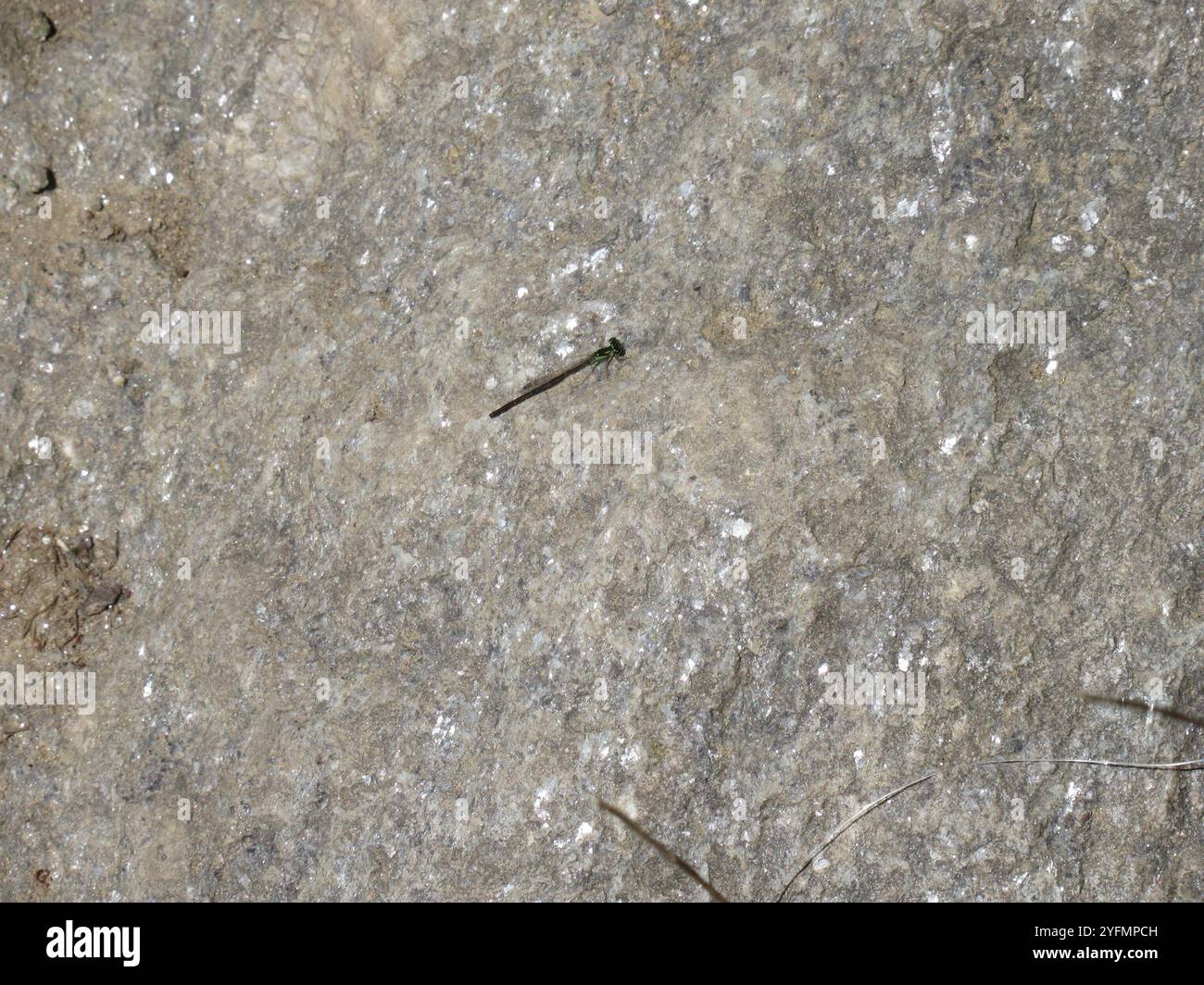 Fragile Forktail (Ischnura posita Stock Photo - Alamy