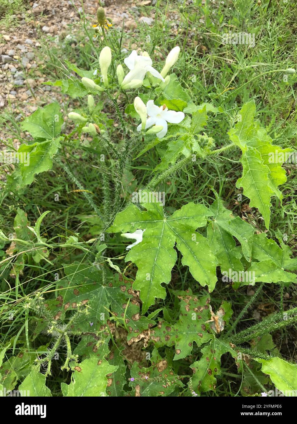 Texas Bull Nettle (Cnidoscolus texanus Stock Photo - Alamy