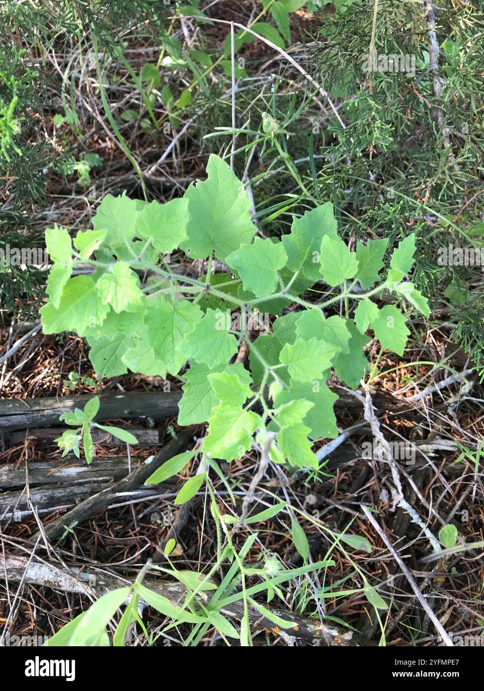 Physalis heterophylla hi-res stock photography and images - Alamy