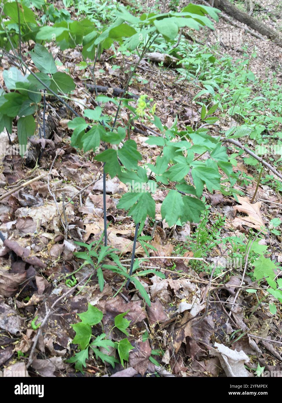 blue cohosh (Caulophyllum thalictroides Stock Photo - Alamy