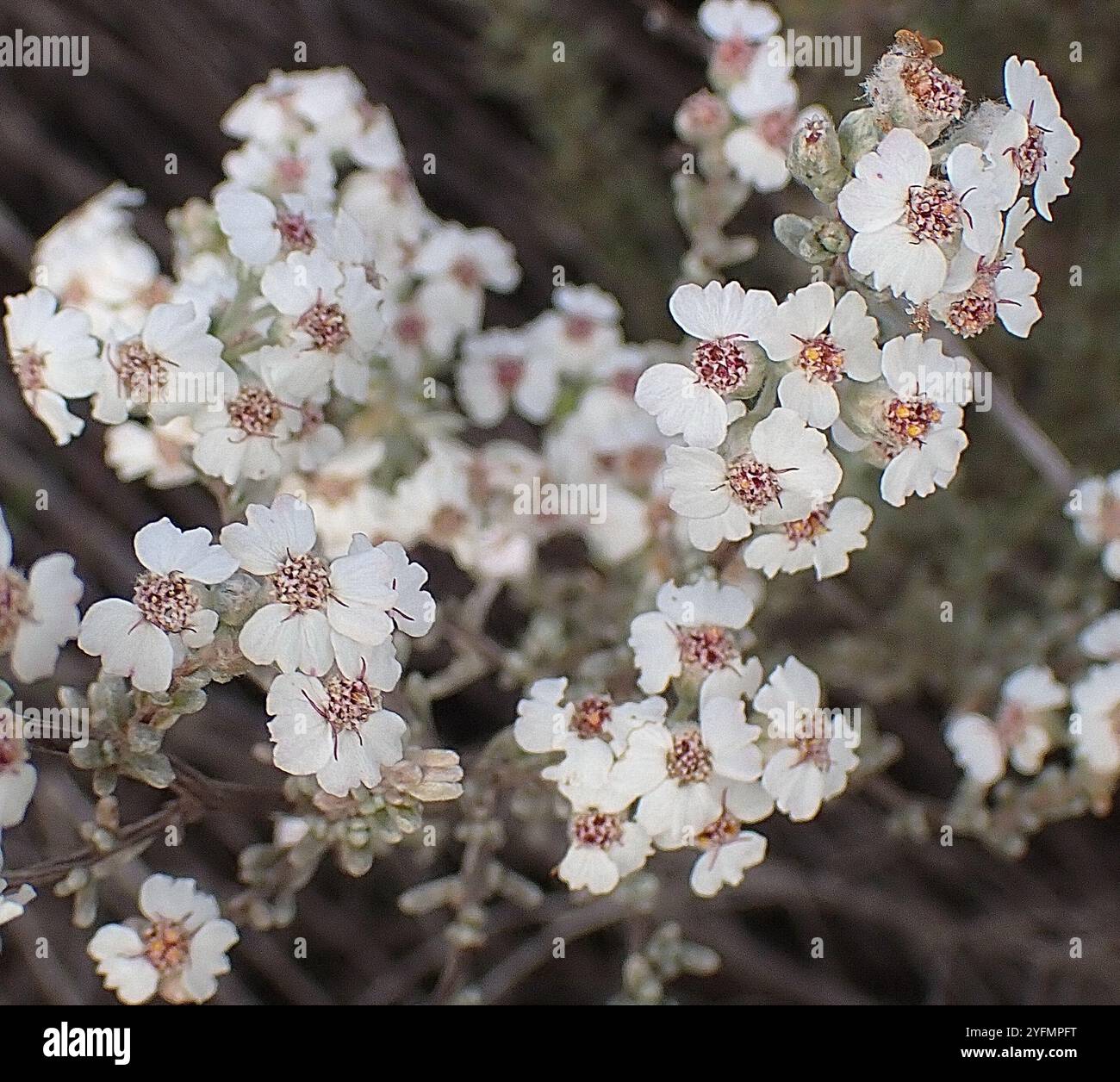 Cape Snow Bush (Eriocephalus africanus Stock Photo - Alamy