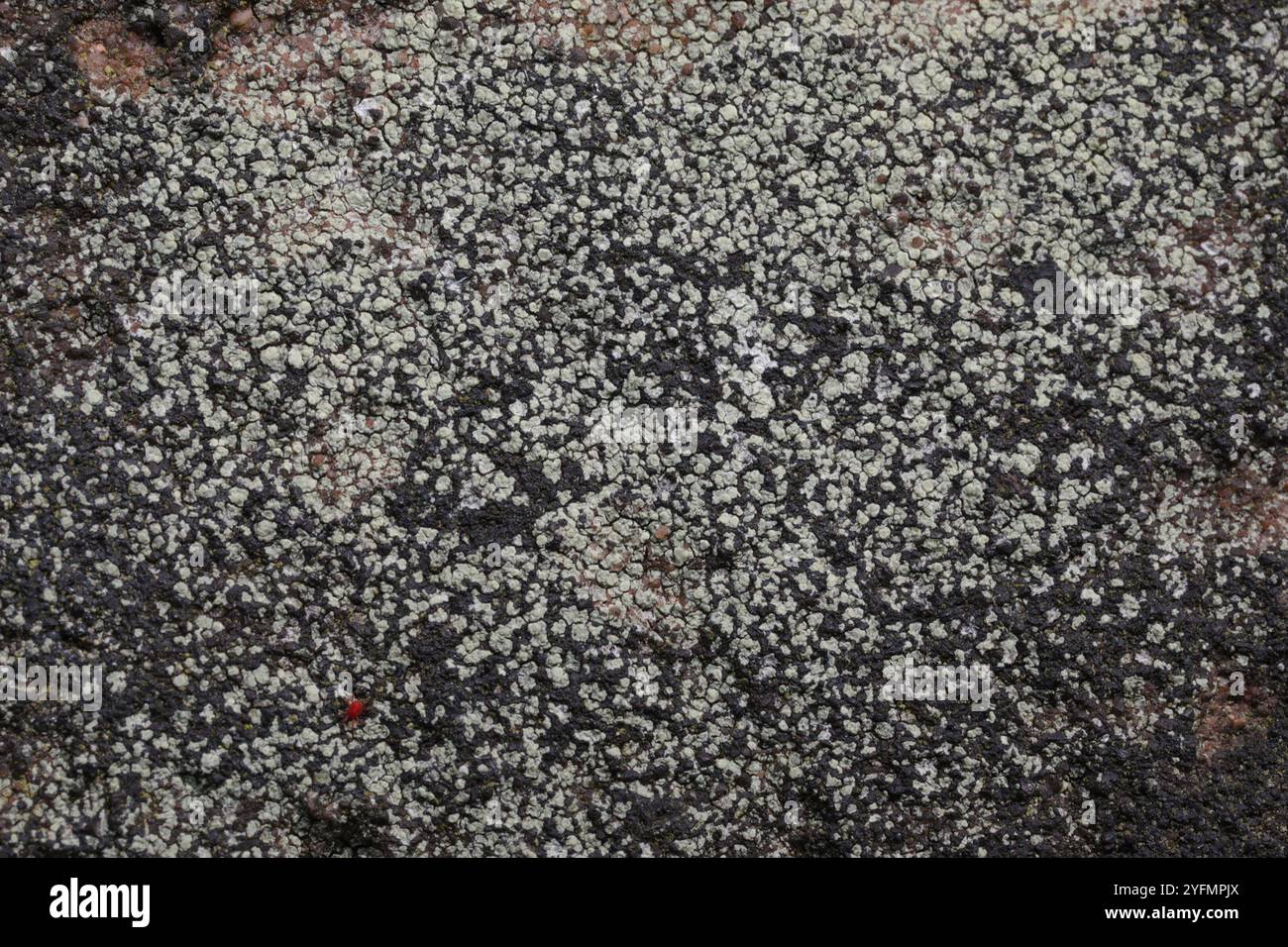Tile Lichens (Lecidea Stock Photo - Alamy
