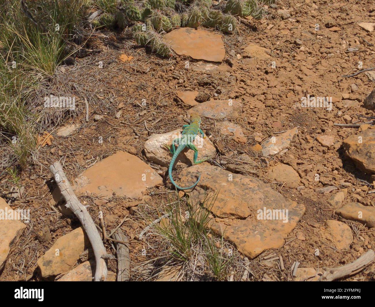 Eastern Collared Lizard (Crotaphytus collaris Stock Photo - Alamy