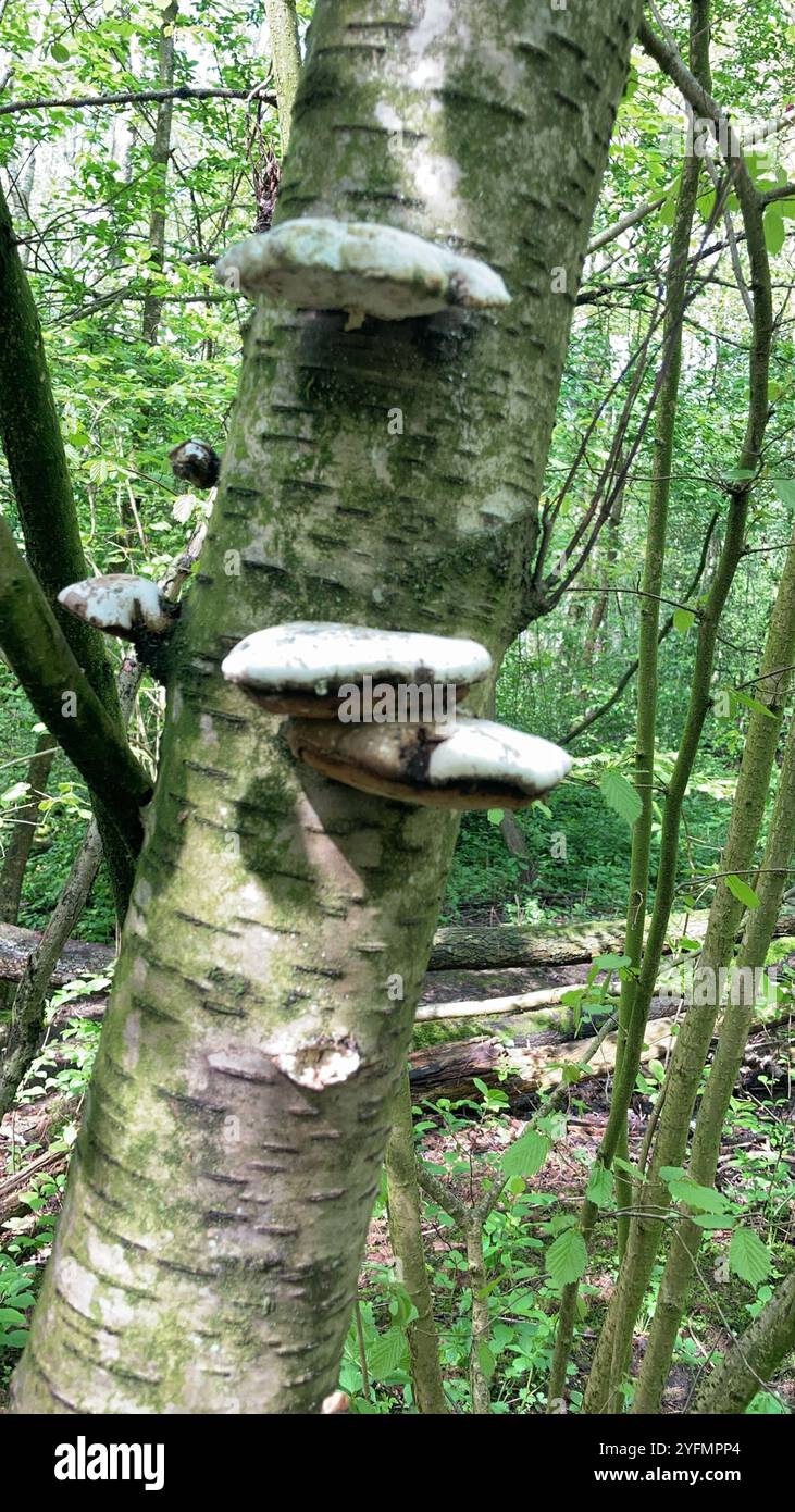 birch polypore (Fomitopsis betulina Stock Photo - Alamy