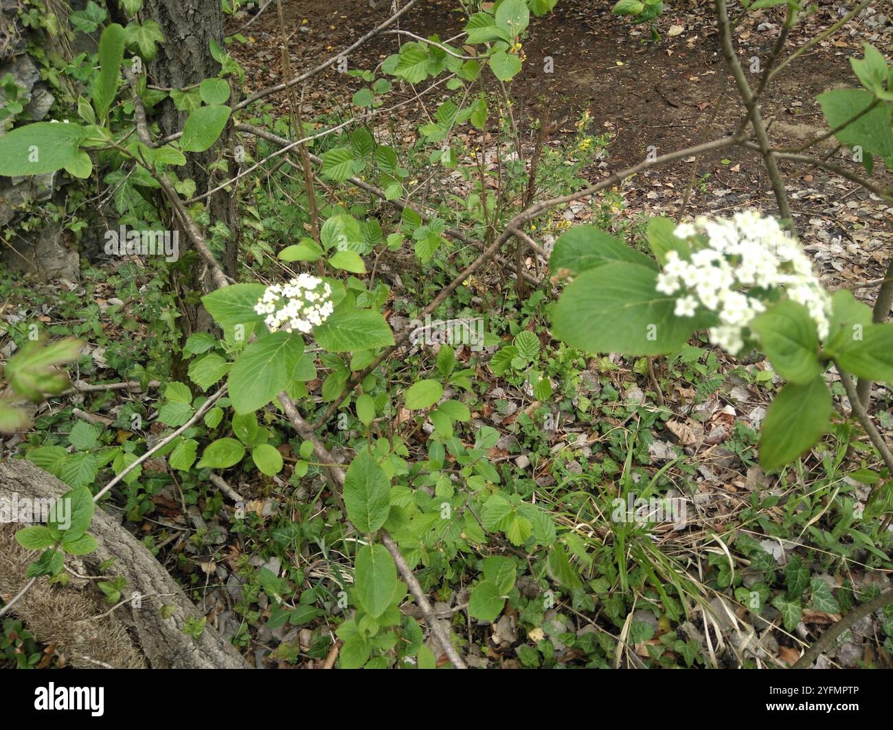 Wayfaring-tree (Viburnum lantana Stock Photo - Alamy