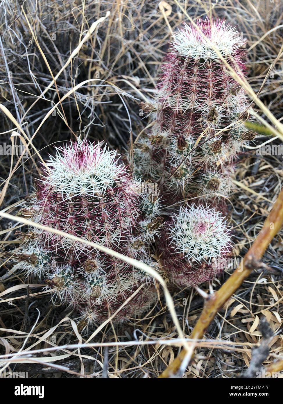 Texas Hedgehog Cactus (Echinocereus chloranthus chloranthus Stock Photo ...