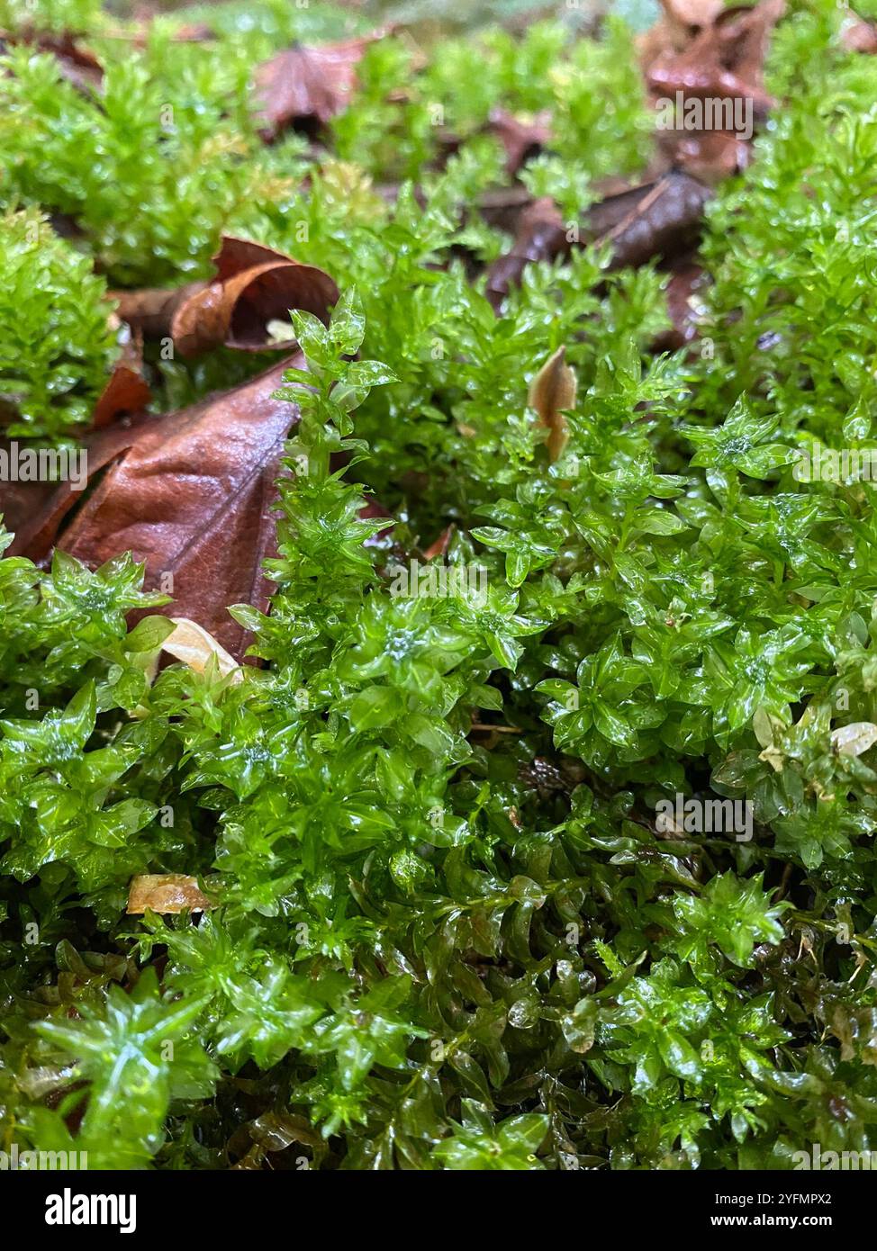 Thyme and Allied Mosses (Plagiomnium Stock Photo - Alamy